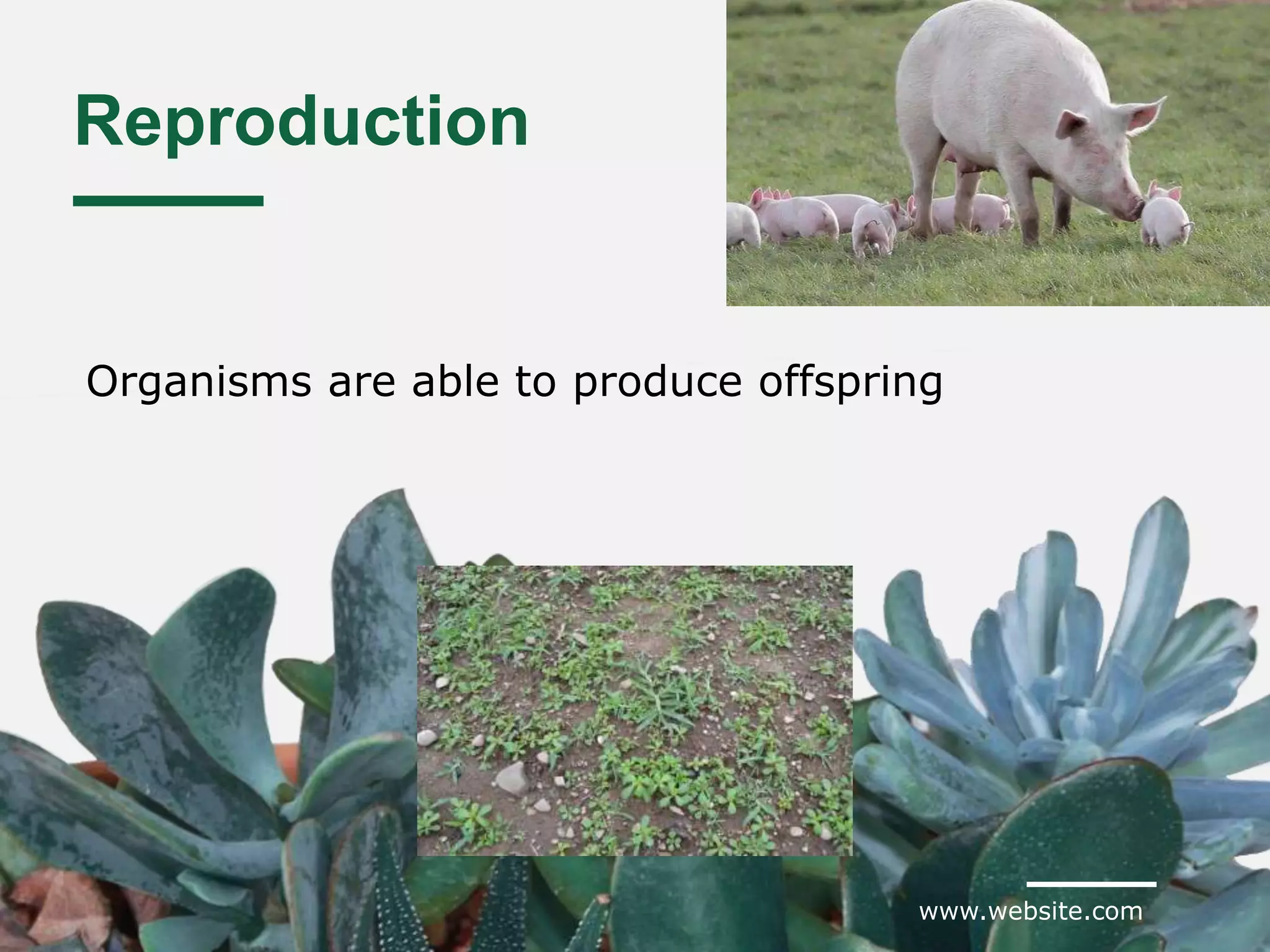 Mrs gren - Living and non living things | PPTX | Biological Sciences ...