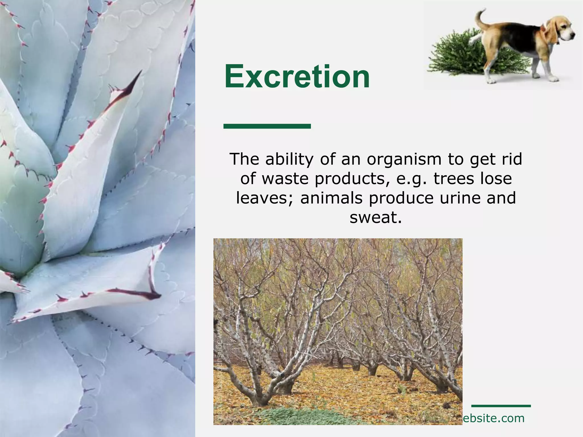 Mrs gren - Living and non living things | PPTX