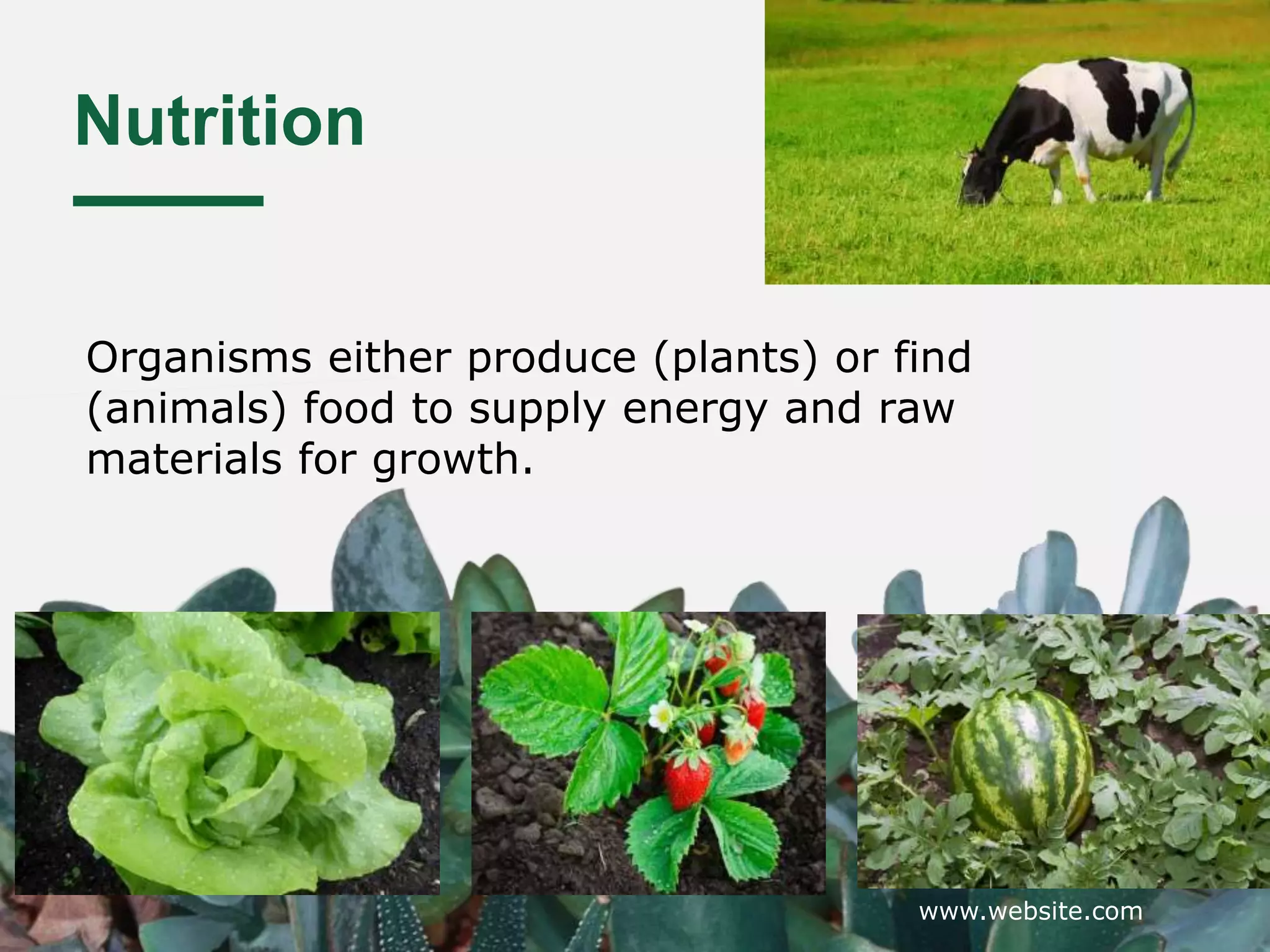 Mrs gren - Living and non living things | PPTX | Biological Sciences ...