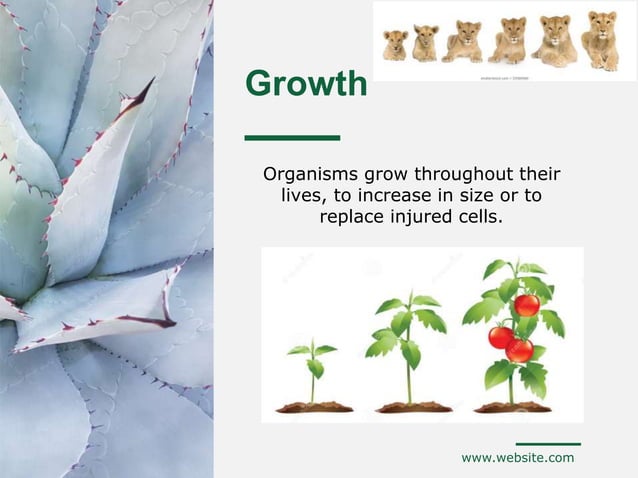 Mrs gren - Living and non living things | PPTX | Biological Sciences ...