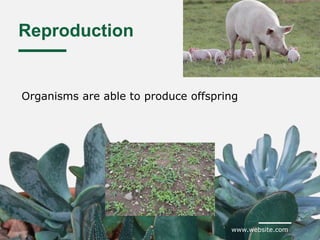 Mrs gren - Living and non living things | PPTX