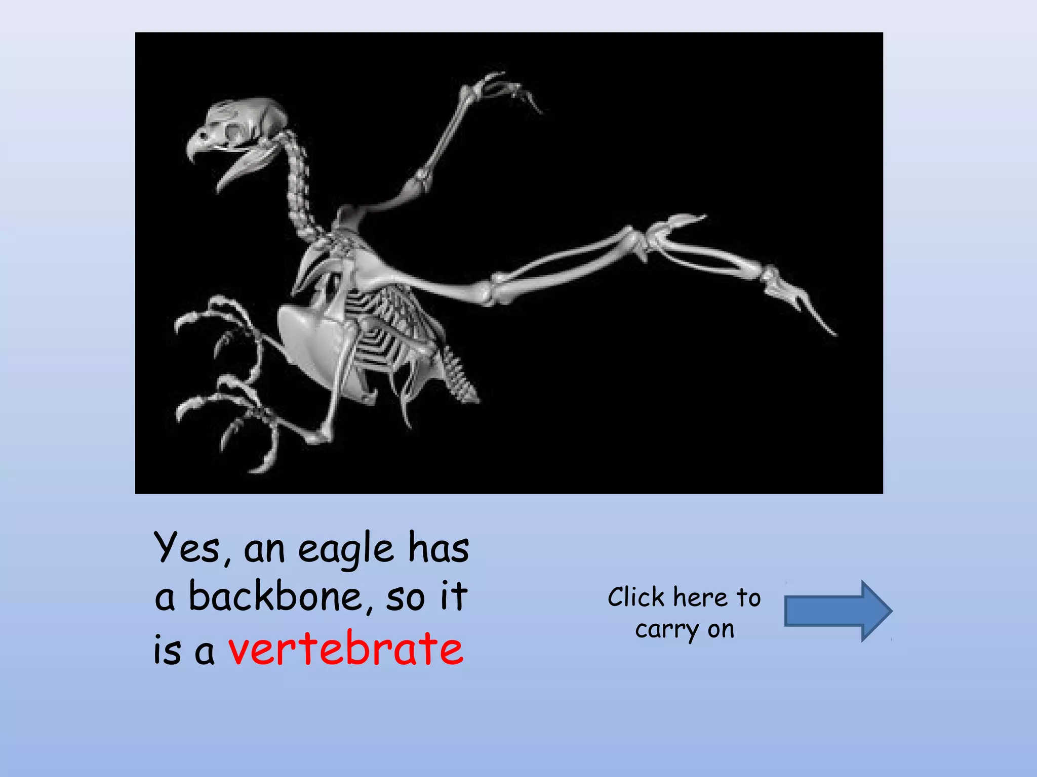 Invertebrates & Vertebrates x-ray_machine | PPT