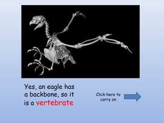Invertebrates & Vertebrates x-ray_machine | PPT