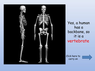 Invertebrates & Vertebrates x-ray_machine | PPT