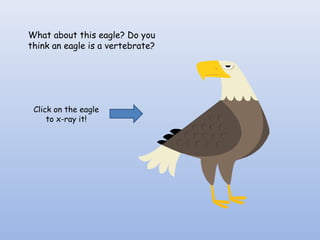 Invertebrates & Vertebrates x-ray_machine | PPT