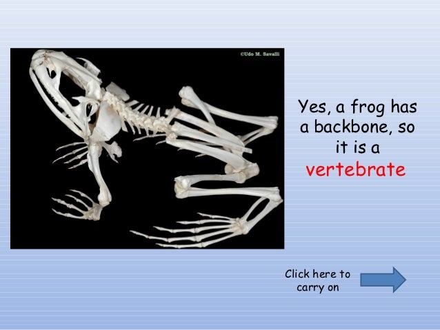 Invertebrates & Vertebrates x-ray_machine