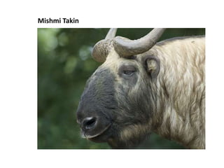 Community Conservation Approach in the Mishmi Hills of Arunachal ...