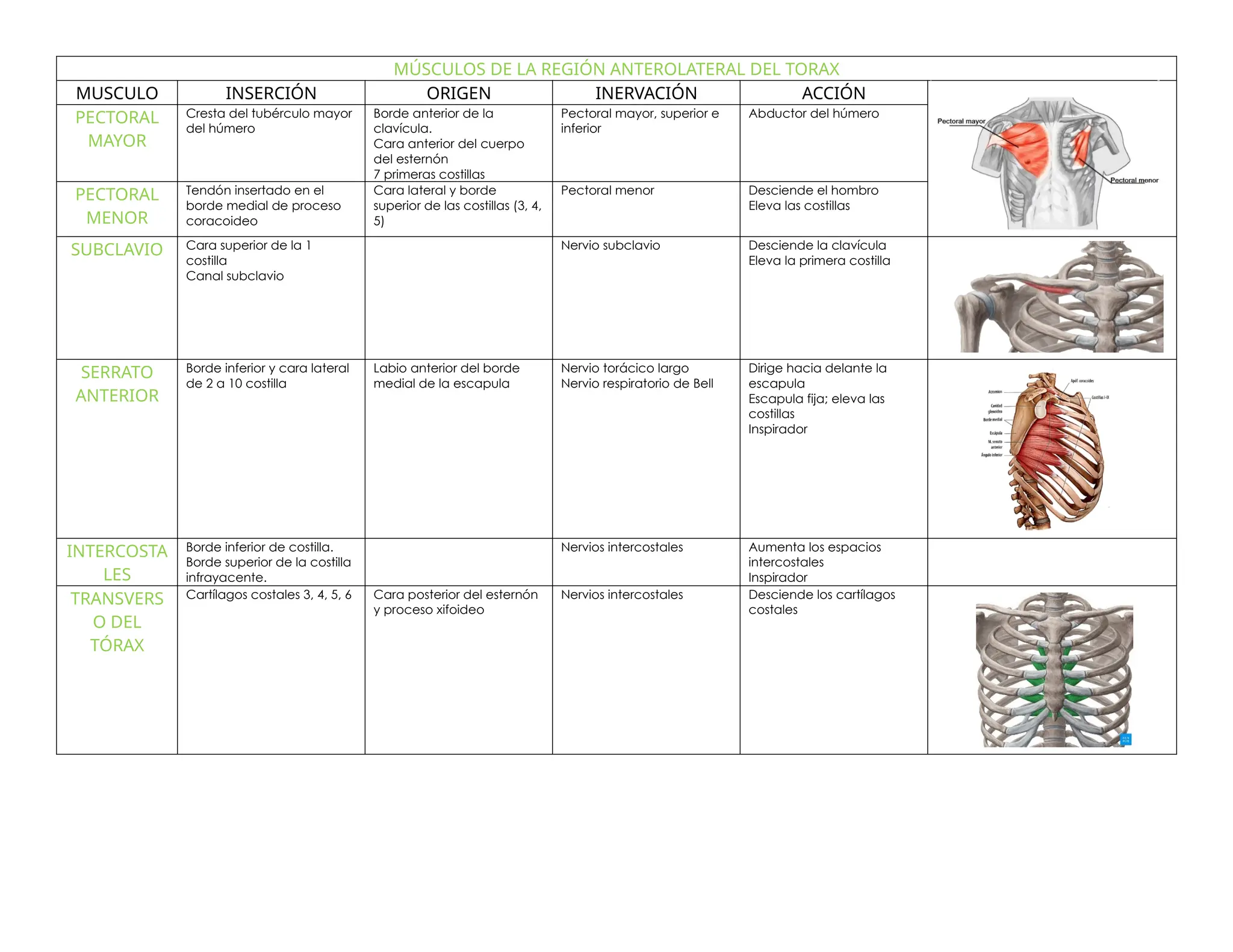 Músculos de miembro superior anatomía 1.docx