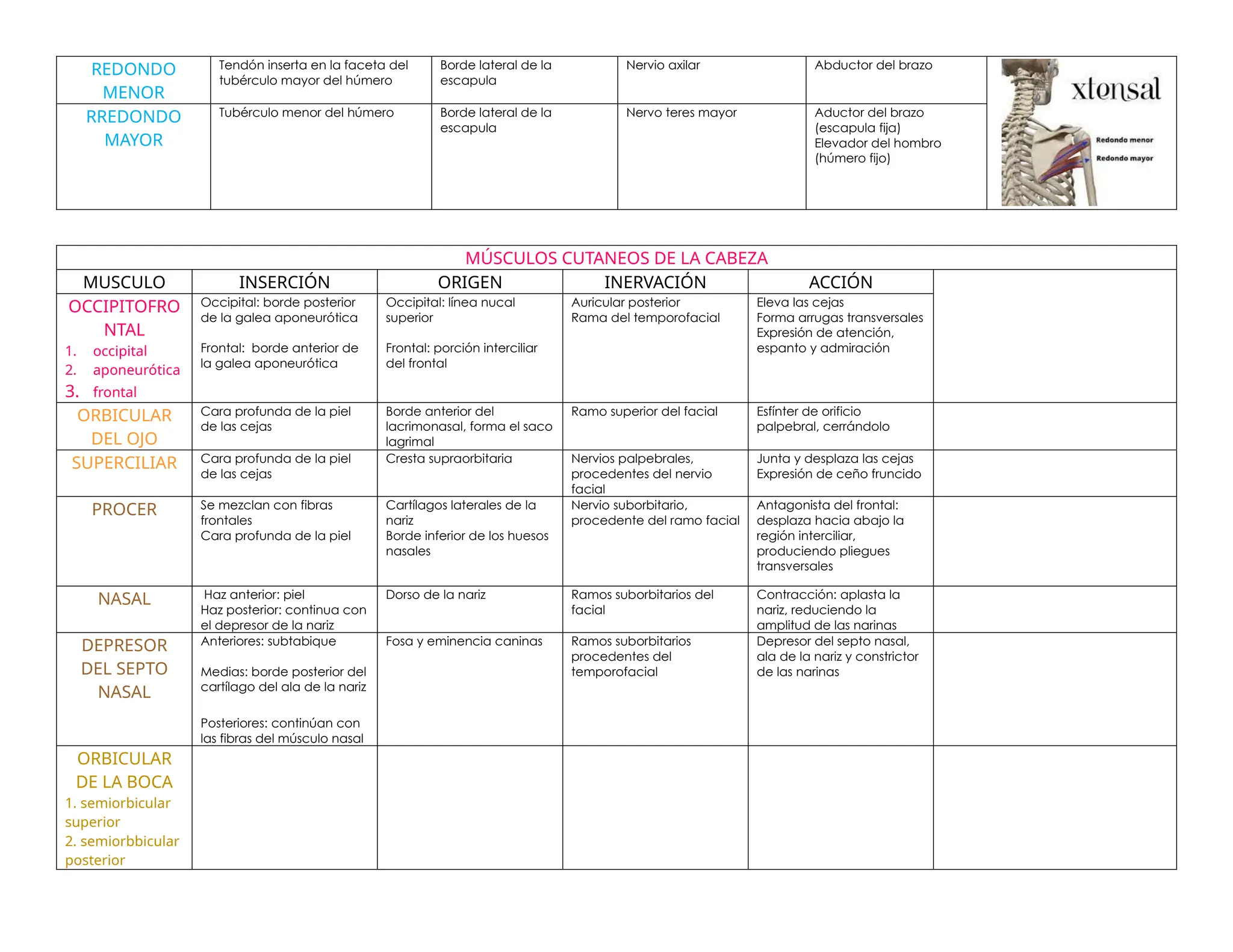 Músculos de miembro superior anatomía 1.docx