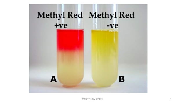 Methyl Red (MR) and Voges-Proskauer (VP) Test | PDF | Chemistry | Science