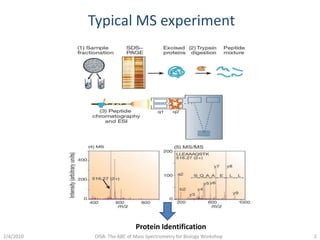 Mass Spectrometry: Protein Identification Strategies | PPTX