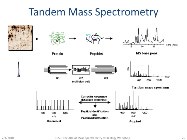 Mass Spectrometry: Protein Identification Strategies | PPTX | Databases ...