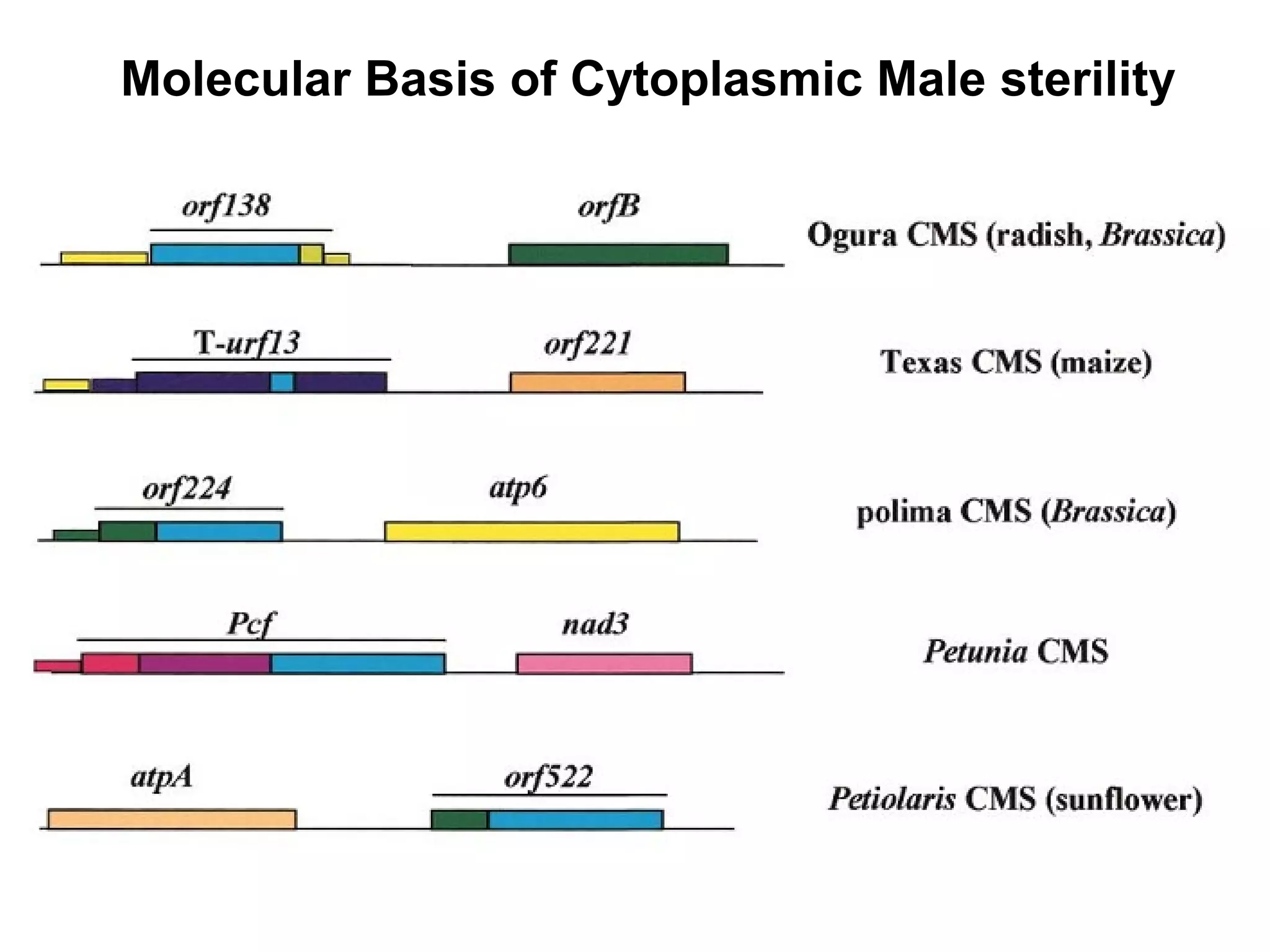 Male Sterility IN Cross Pollinated and Vegetable Crops | PPT ...