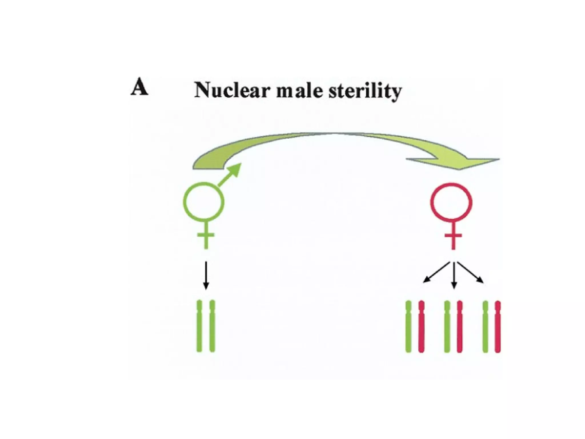 Male Sterility IN Cross Pollinated and Vegetable Crops | PPT ...