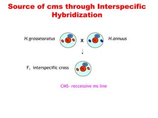 Male Sterility IN Cross Pollinated and Vegetable Crops | PPT ...