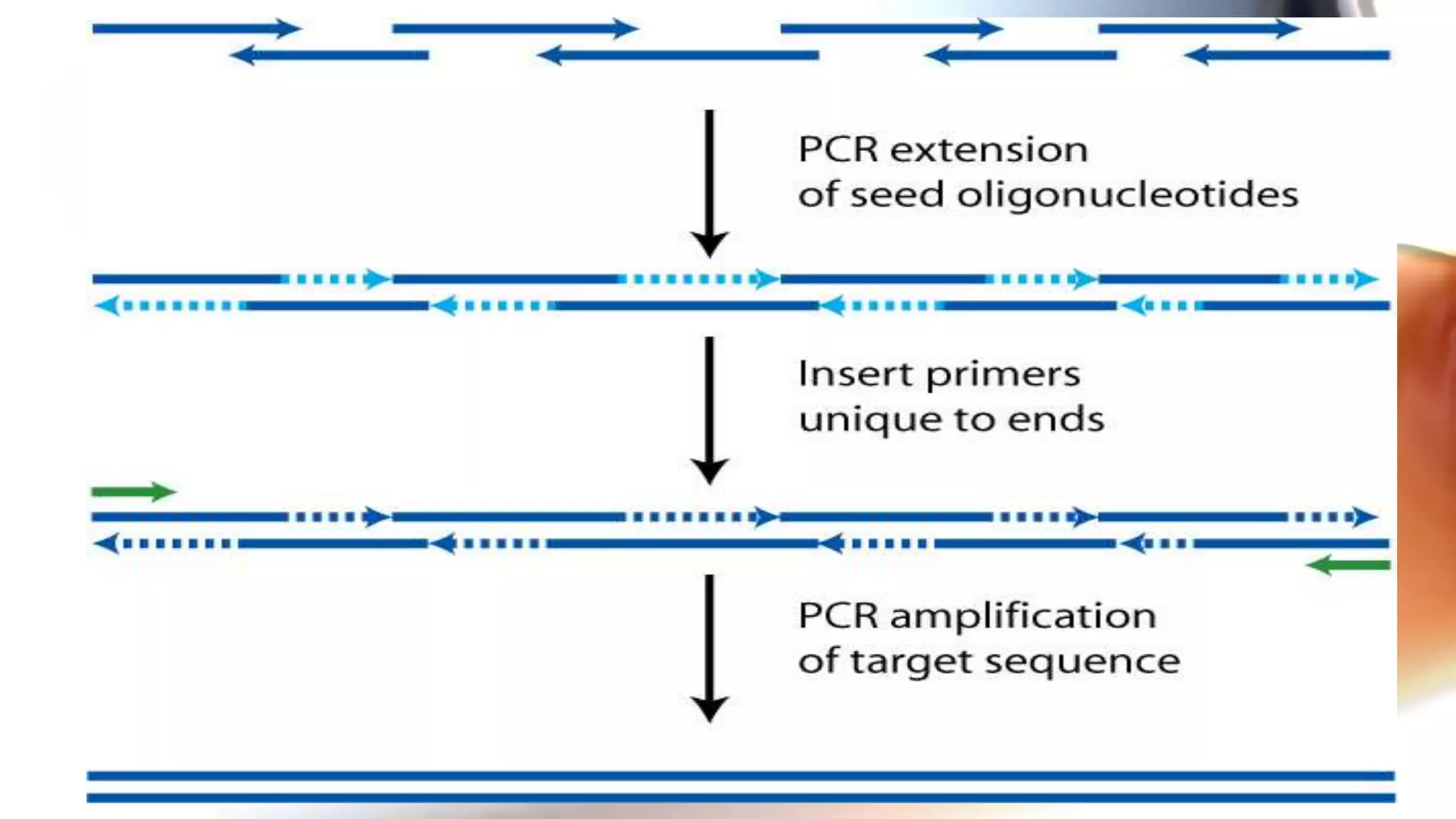 DNA fingerprinting and their molecular diagnostics. | PPT