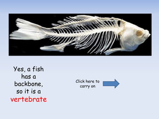 Vertebrates or Invertebrates Animal | PPT