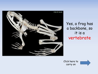Vertebrates or Invertebrates Animal | PPT