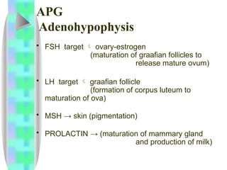 MS-Endo-Macel.ppt ENDOCRINE system including the health management of ...