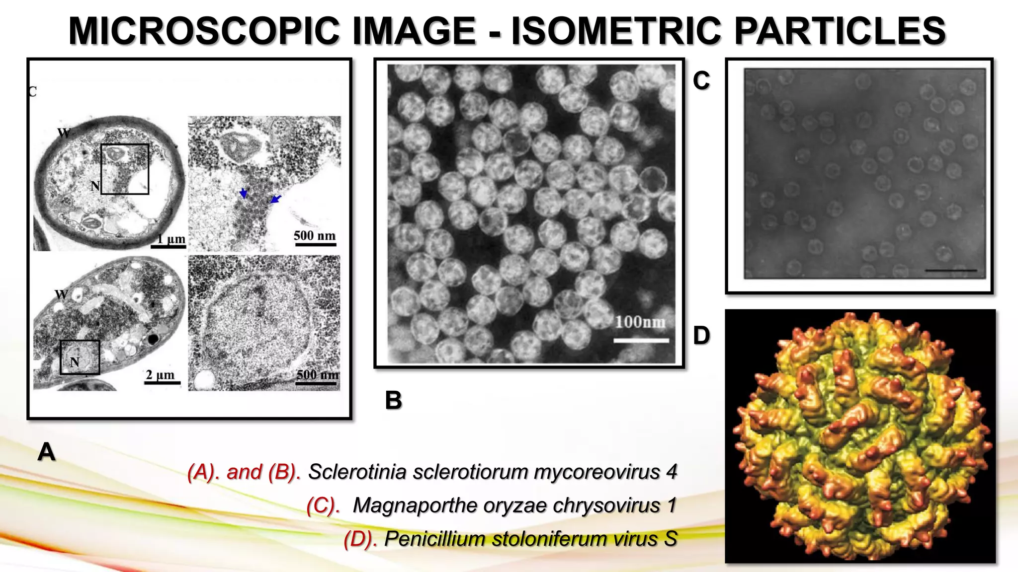 Mycovirus - A Natural Fungicide | PDF