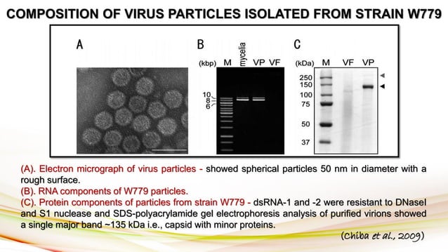 Mycovirus - A Natural Fungicide | PDF | Biological Sciences | Science