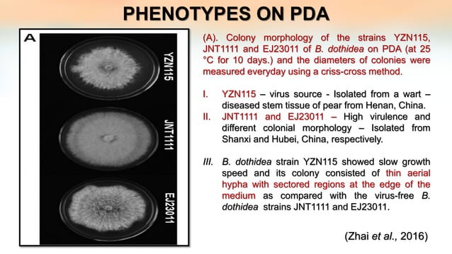 Mycovirus - A Natural Fungicide | PDF | Biological Sciences | Science