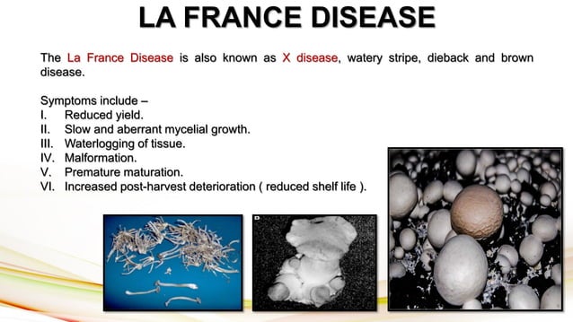 Mycovirus - A Natural Fungicide | PDF | Biological Sciences | Science