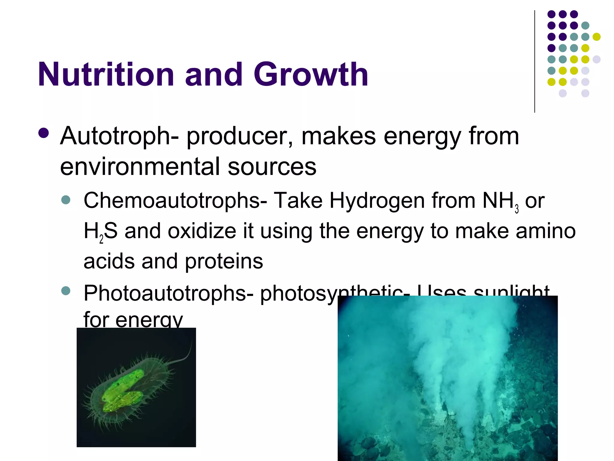 INVESTIGATORY PROJECT ON BACTERIA | PPT