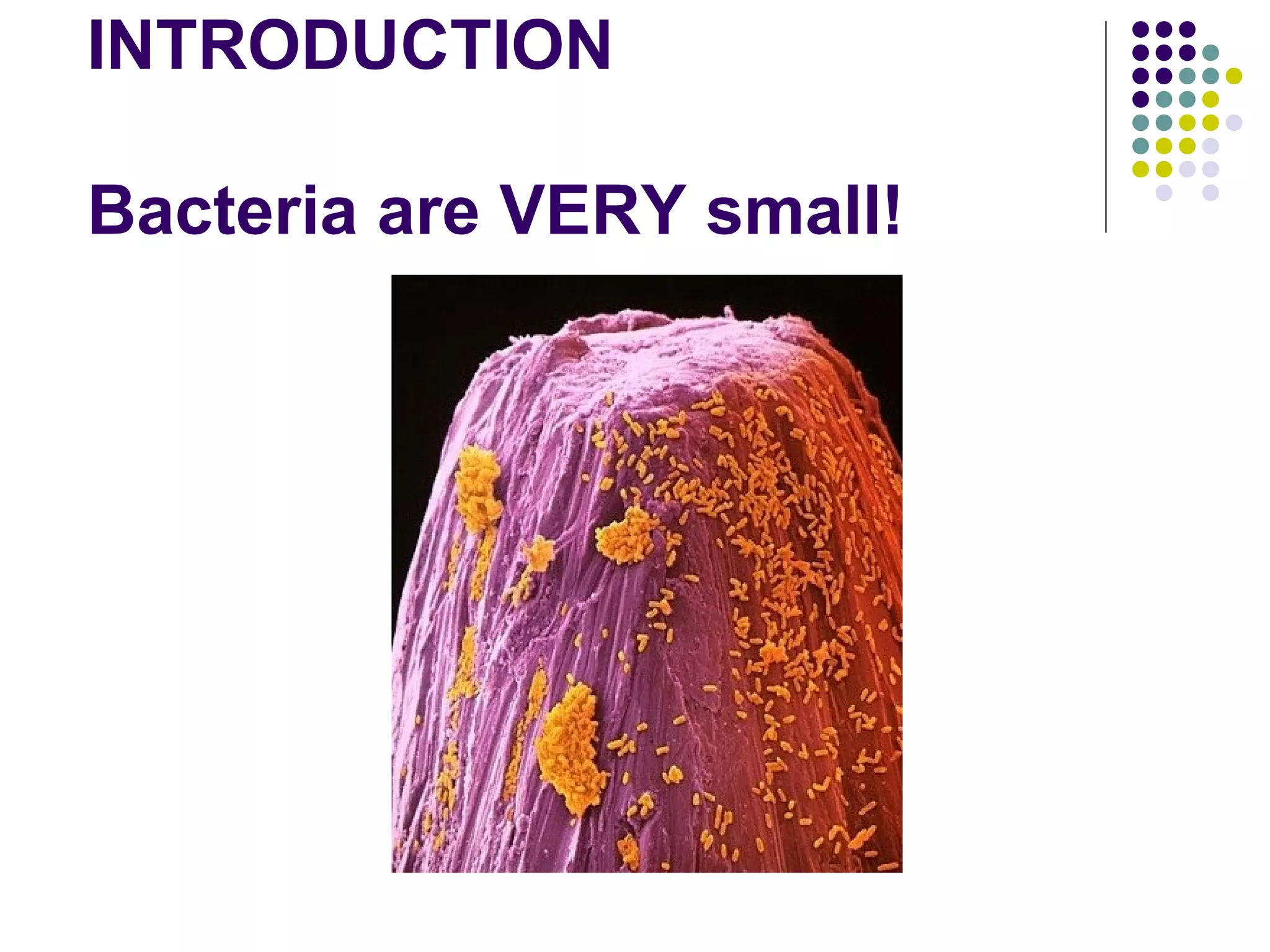 INVESTIGATORY PROJECT ON BACTERIA | PPT