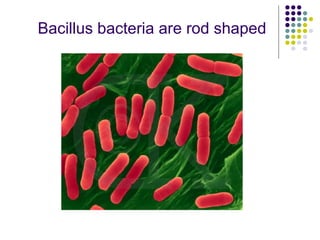INVESTIGATORY PROJECT ON BACTERIA | PPT