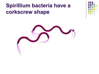 INVESTIGATORY PROJECT ON BACTERIA | PPT