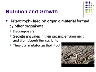 INVESTIGATORY PROJECT ON BACTERIA | PPT