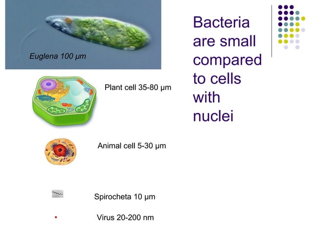 INVESTIGATORY PROJECT ON BACTERIA | PPT