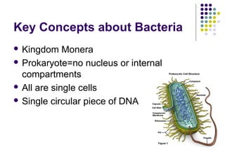 INVESTIGATORY PROJECT ON BACTERIA | PPT