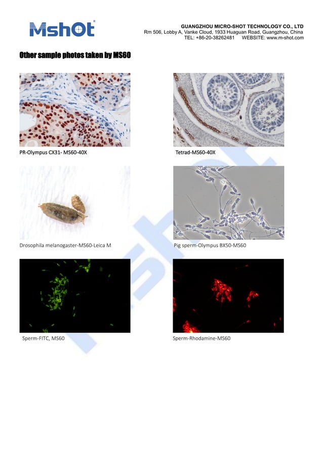 Ms60 scientific camera comparison image with sony tucsen micron | PDF