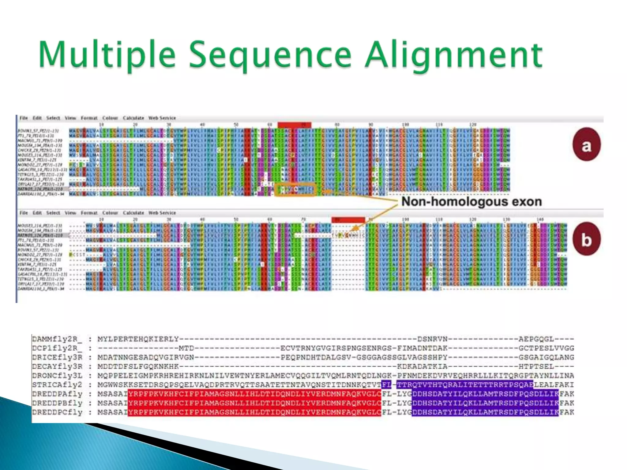 Sequence Alignment,Blast, Fasta, MSA | PPT