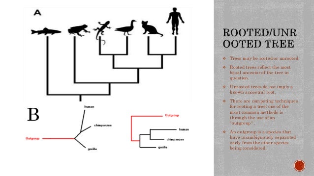 Msa And Rootedunrooted Tree