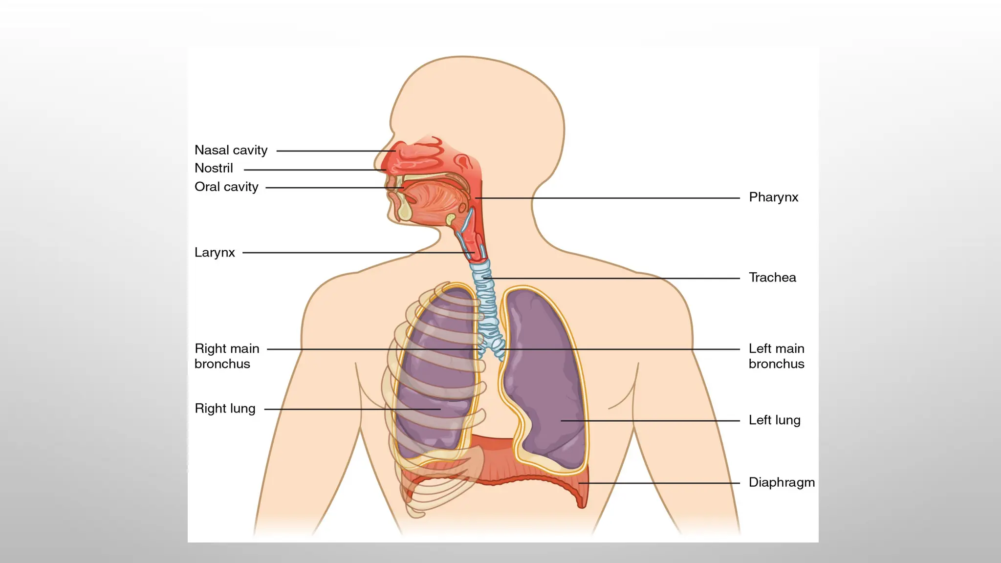 parts of respiratory system .pptx