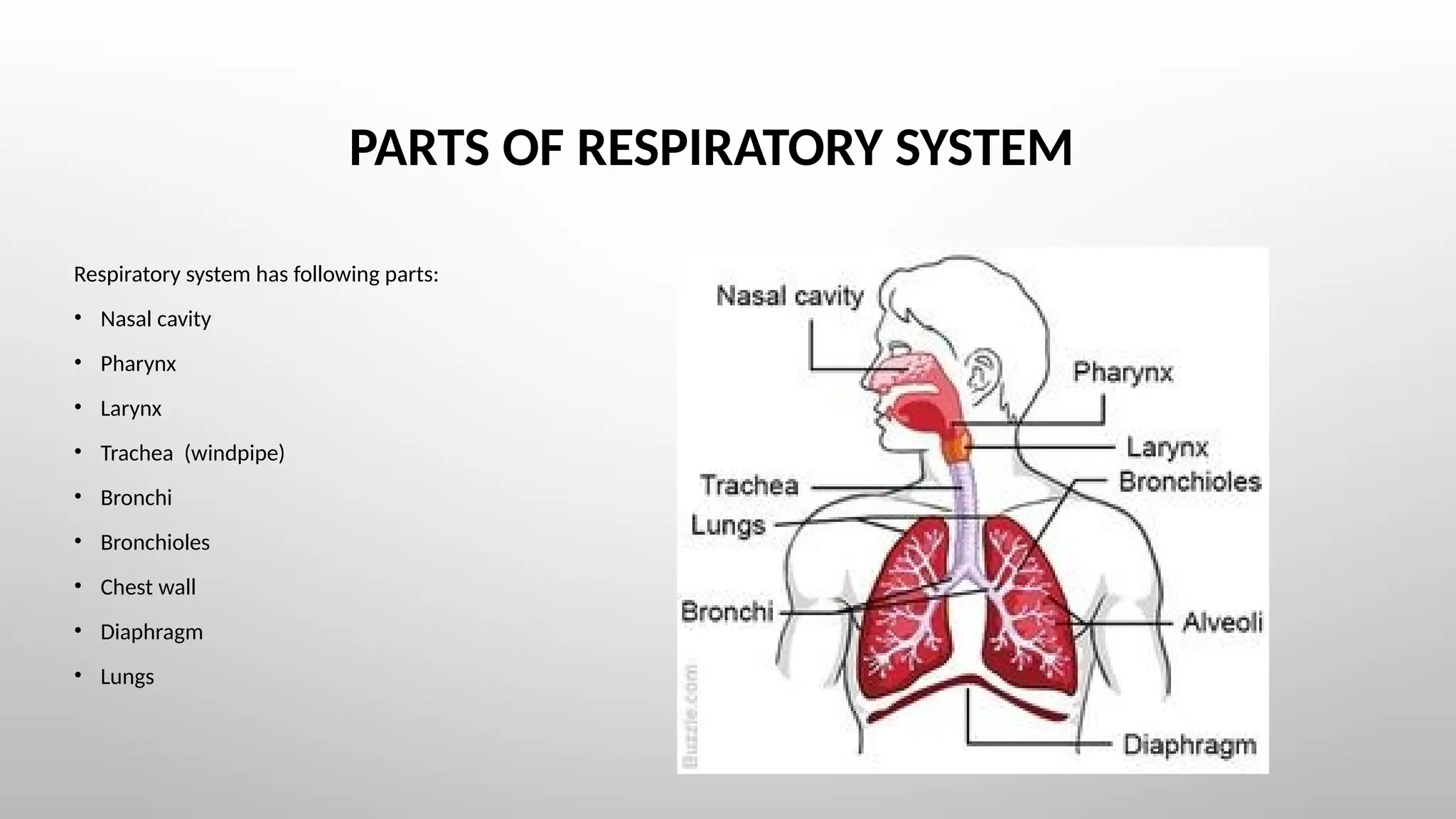 parts of respiratory system .pptx
