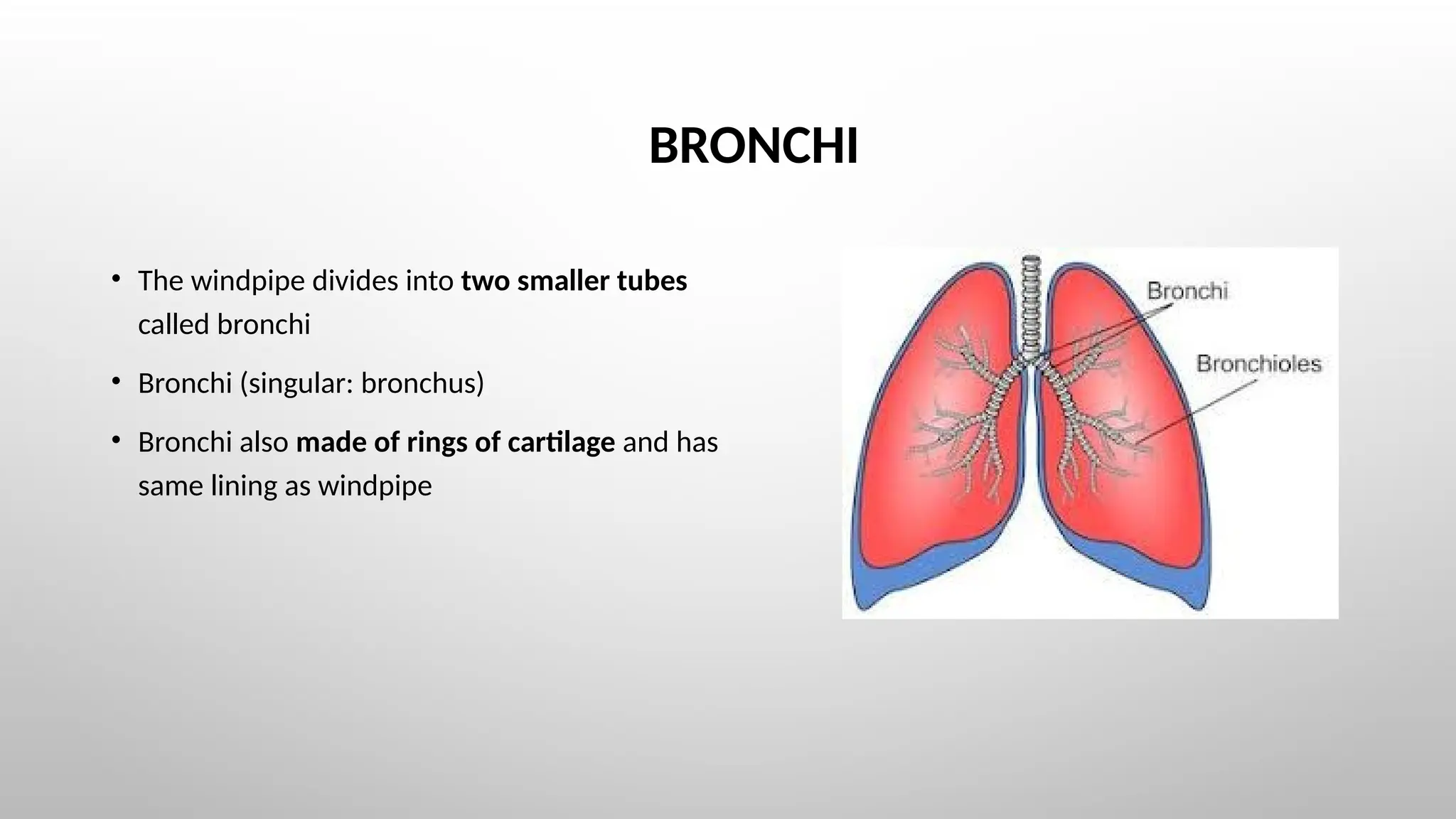 parts of respiratory system .pptx