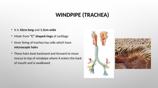 parts of respiratory system .pptx