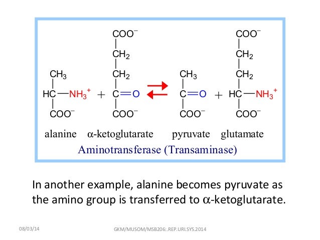 Msb 206. amino acid catab and fates of cs.2014