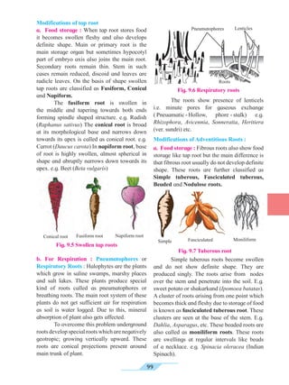 MSB Class 11 Biology-Ch9.pdf for NEET and State | PDF
