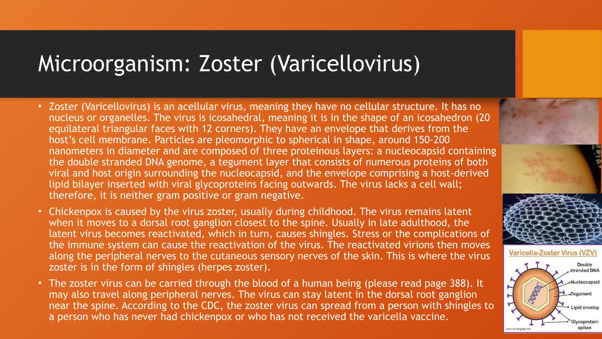 Chicken Pox & Shingles: All you need to know | PPTX