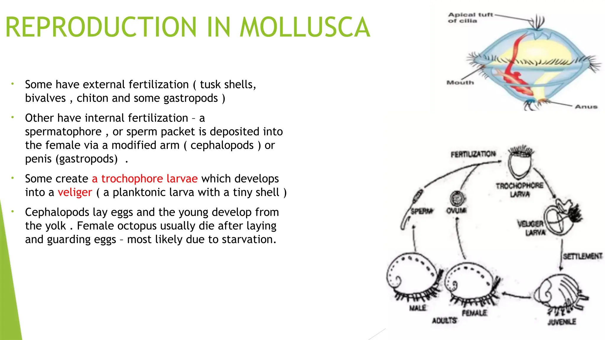 msc2nd komal chouhan (7).pptx reproduction in invertebrates | PPTX