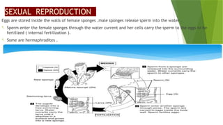 msc2nd komal chouhan (7).pptx reproduction in invertebrates | PPTX