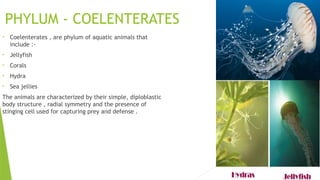 msc2nd komal chouhan (7).pptx reproduction in invertebrates | PPTX
