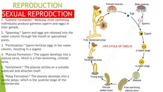 msc2nd komal chouhan (7).pptx reproduction in invertebrates | PPTX