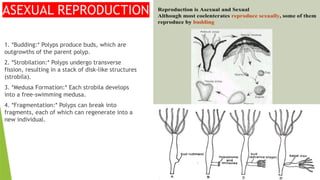 msc2nd komal chouhan (7).pptx reproduction in invertebrates | PPTX