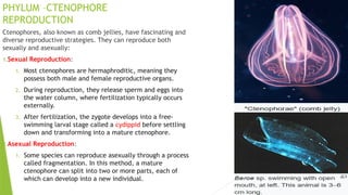 msc2nd komal chouhan (7).pptx reproduction in invertebrates | PPTX